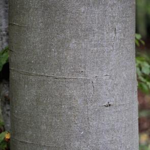 Rotbuche (Fagus sylvatica) | Xenophora